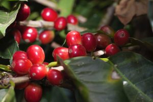 CAFINTER – Cámara de Exportadores de Café